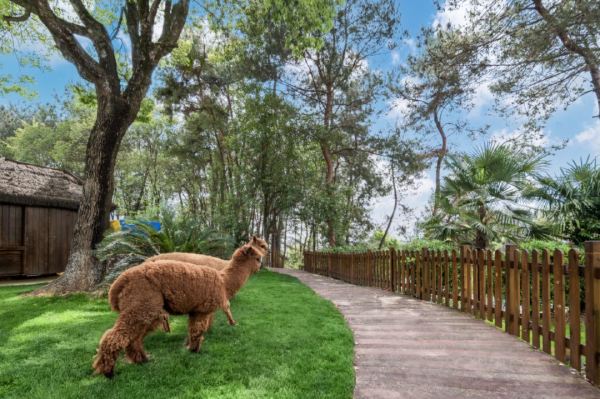 【省1397元】国内酒店_新开森泊乐园值得一玩！千岛湖开元度假村 开元高级双床房2晚连住套餐（含双早+BOBO萌宠乐园+森森运动场）多少钱-什么值得买